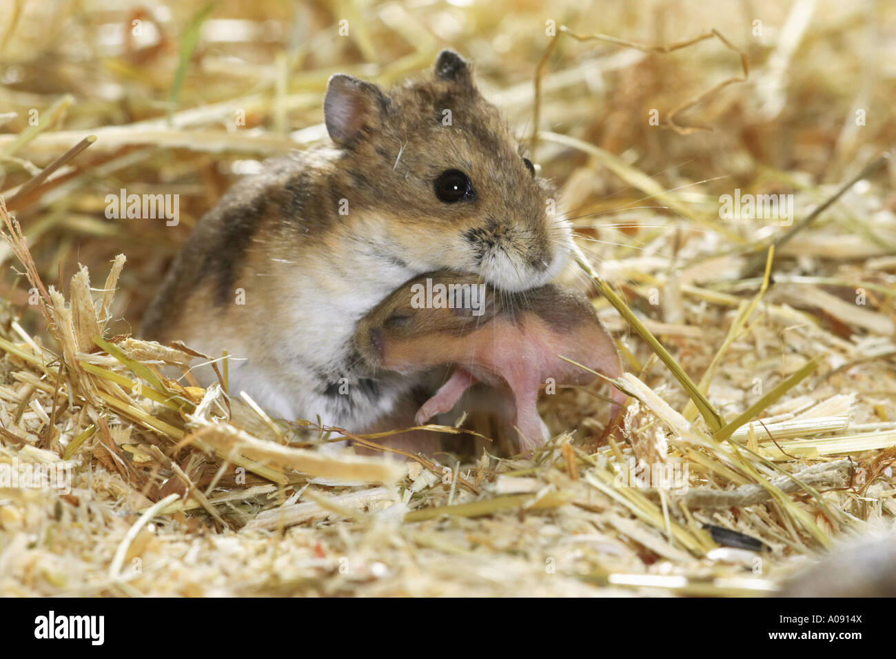 Campbell's Dwarf Hamster with cub in muzzle / Phodopus campbelli Stock ...
