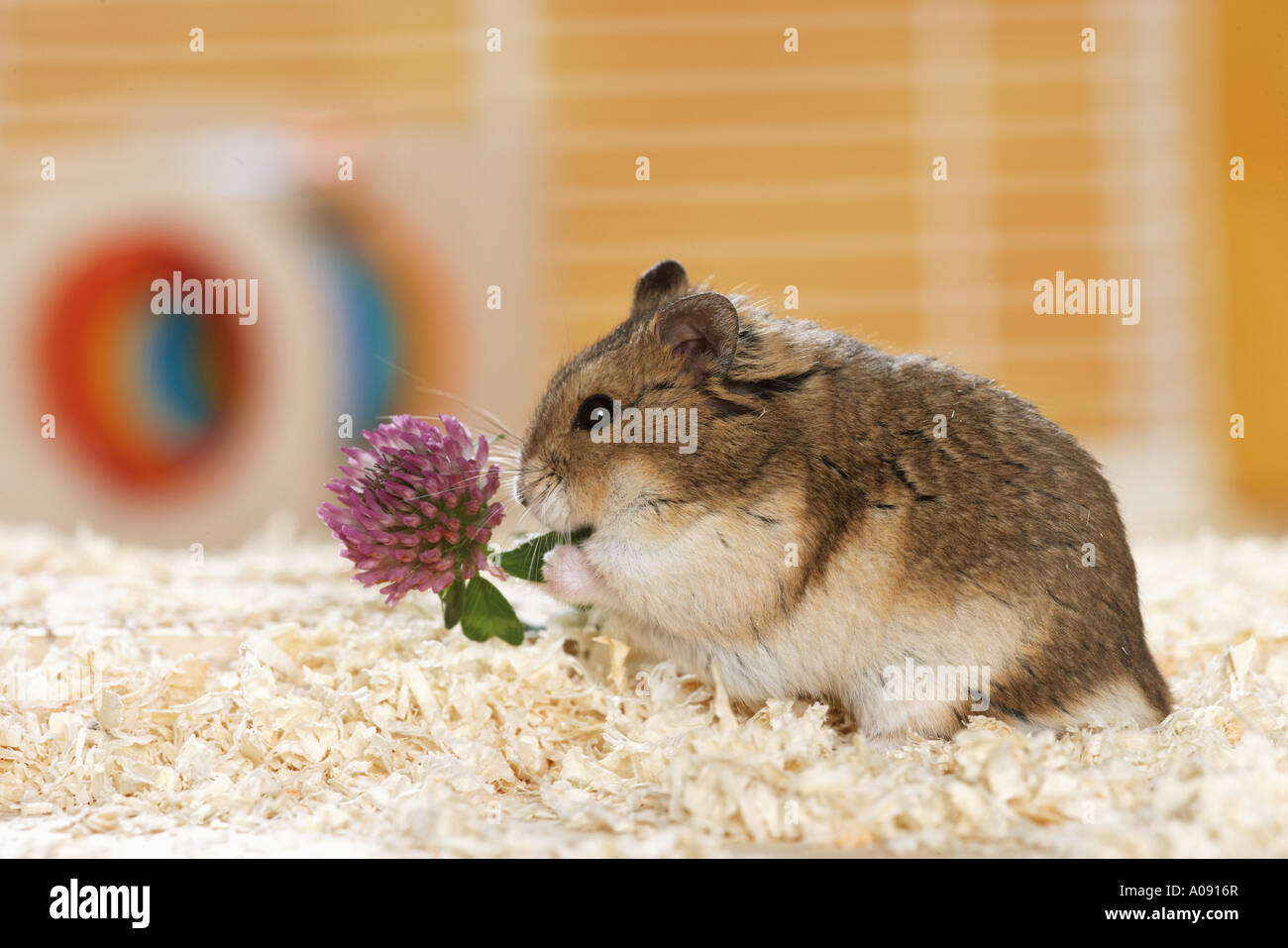 Campbell's Dwarf hamster munching blossom / Phodopus campbelli Stock ...