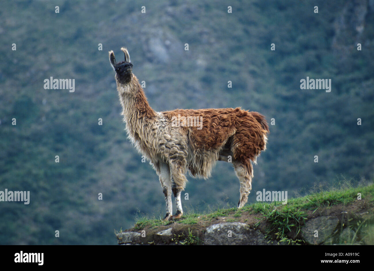 Llama, Lama glama, Machu Picchu, Peru, South America Stock Photo - Alamy