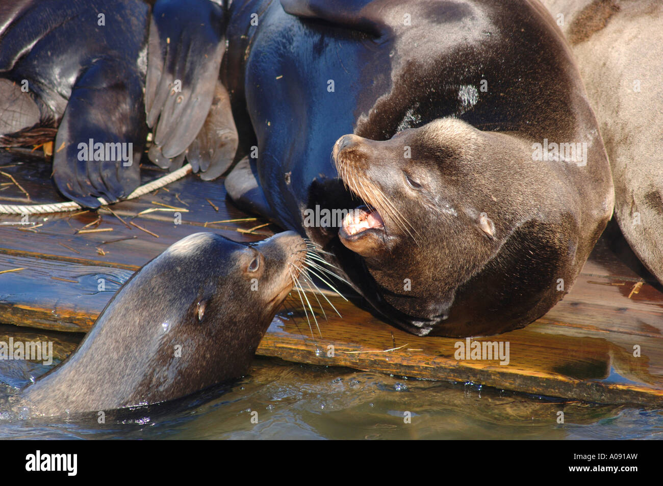 Talking seals hi-res stock photography and images - Alamy