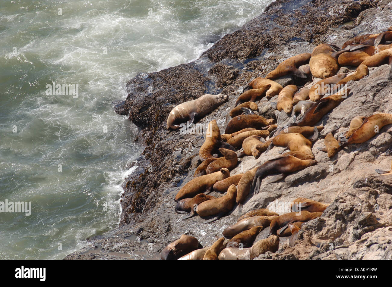 Oregon coast seals shoreline hi-res stock photography and images - Alamy