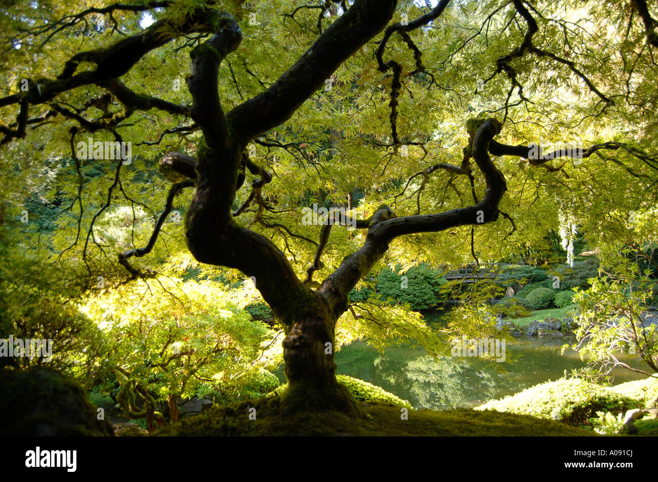 Japanese Garden, Portland, Oregon, USA Stock Photo - Alamy