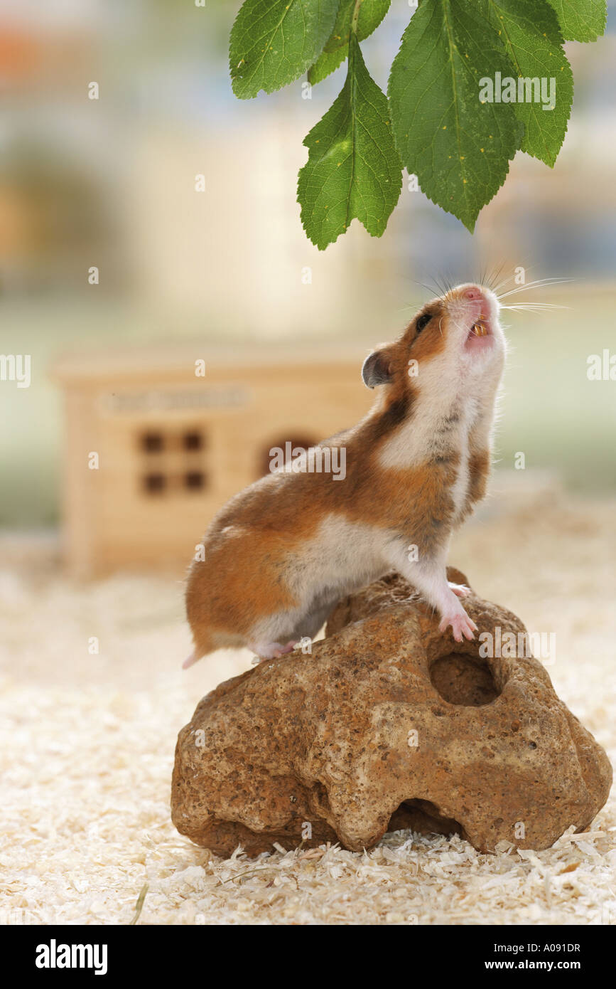 Animal in stone hi-res stock photography and images - Alamy