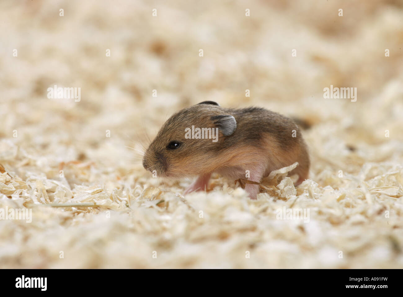 Campbell's Dwarf hamster - cub / Phodopus campbelli Stock Photo - Alamy