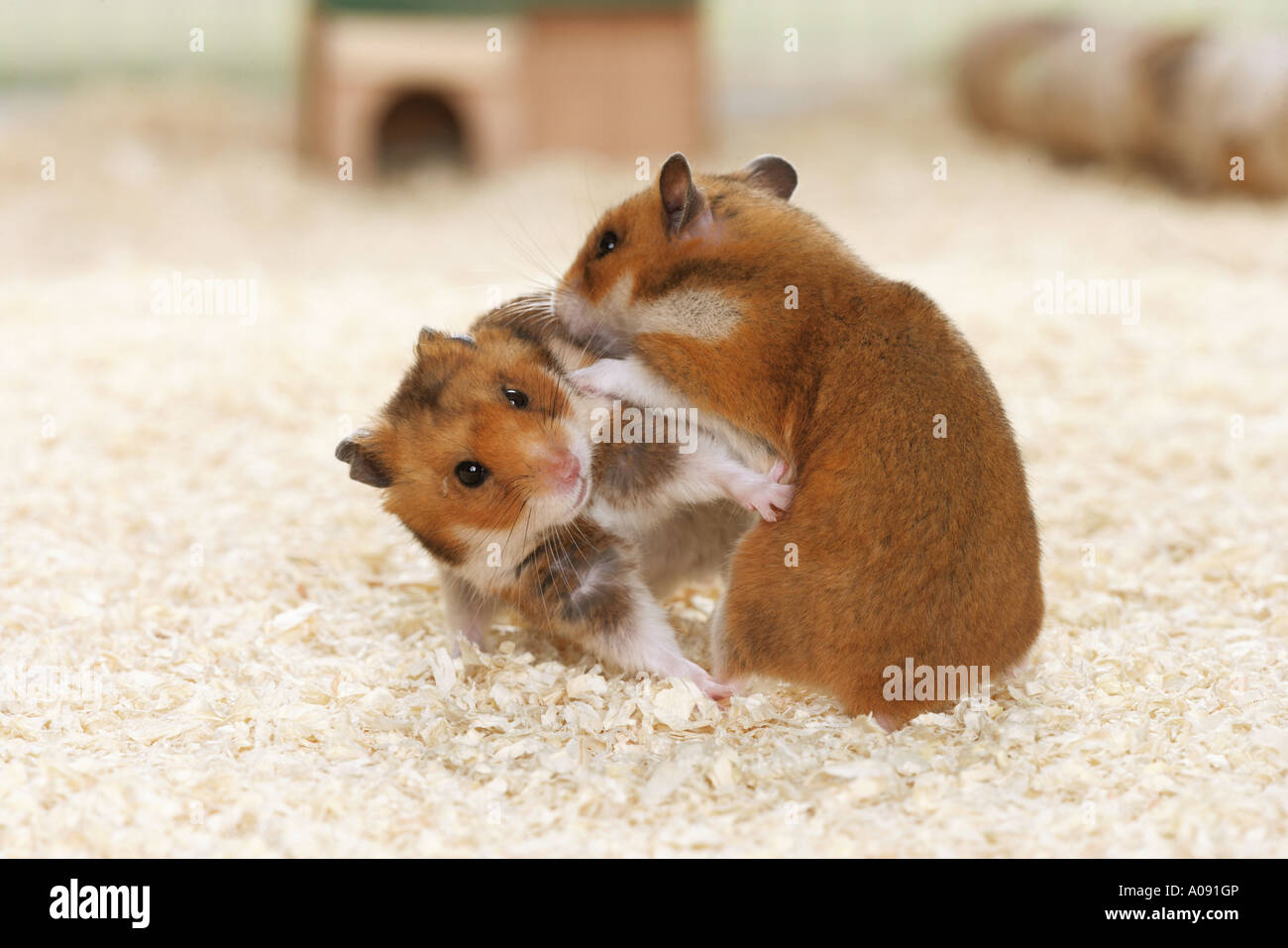 Golden Hamsters High Resolution Stock Photography and Images - Alamy