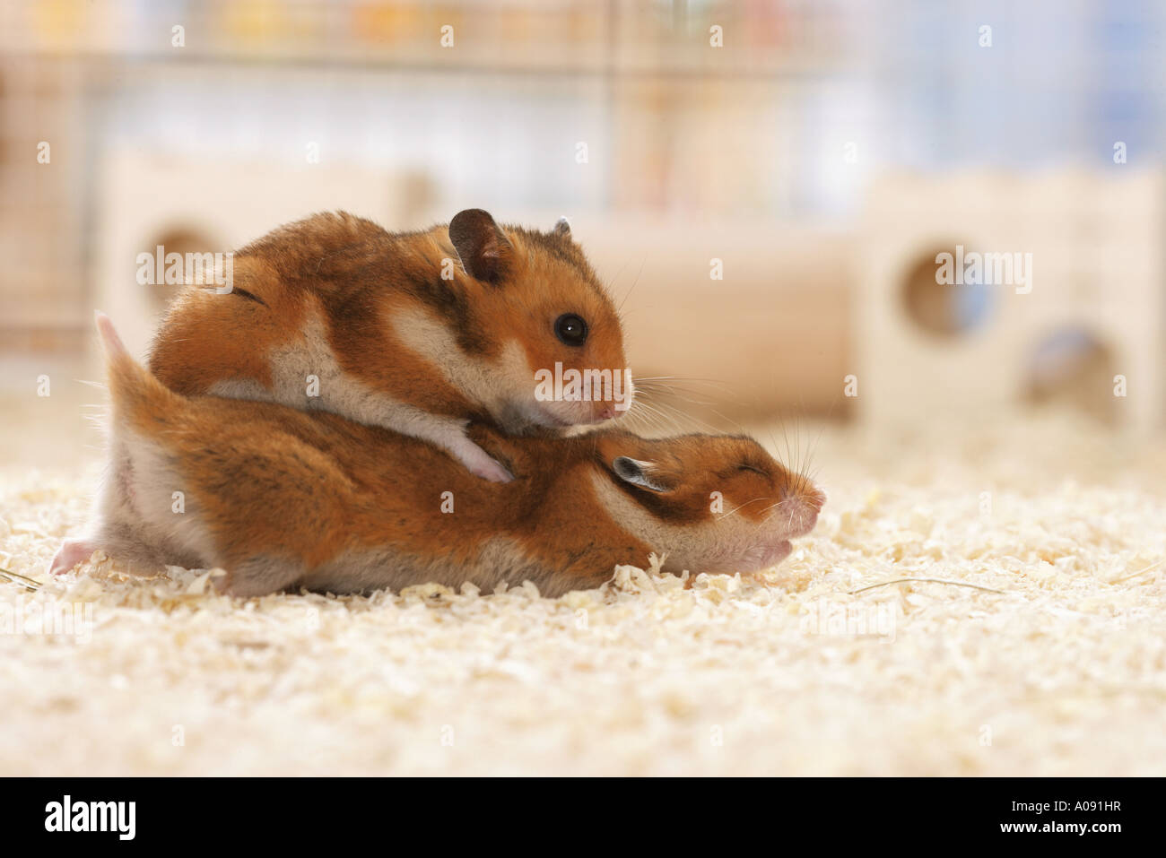 Golden hamster (Mesocricetus auratus). Two animals during mating ...