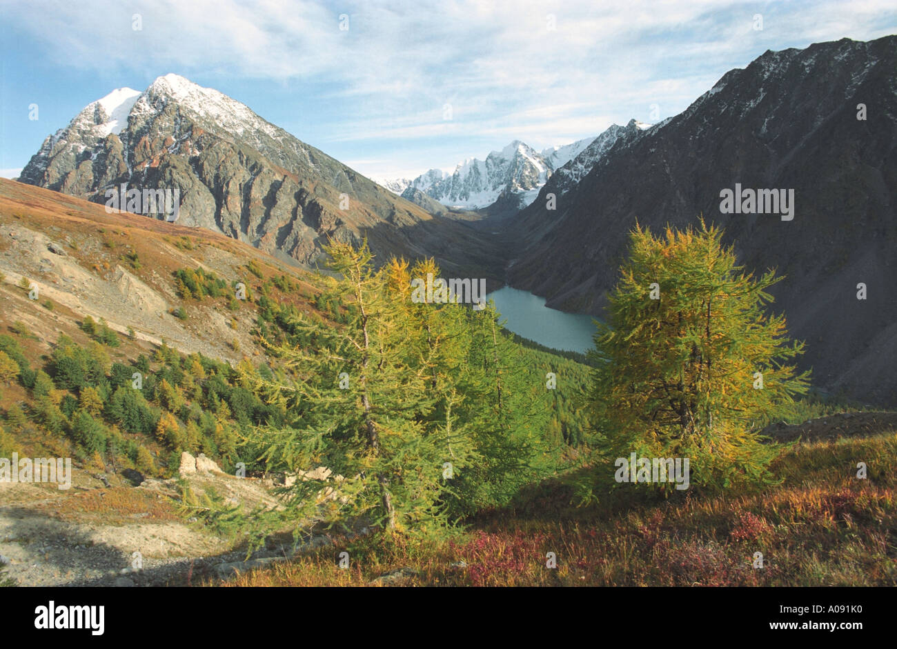 Larch trees above the Lower Shavla Lake. The Northern Chuya Range ...