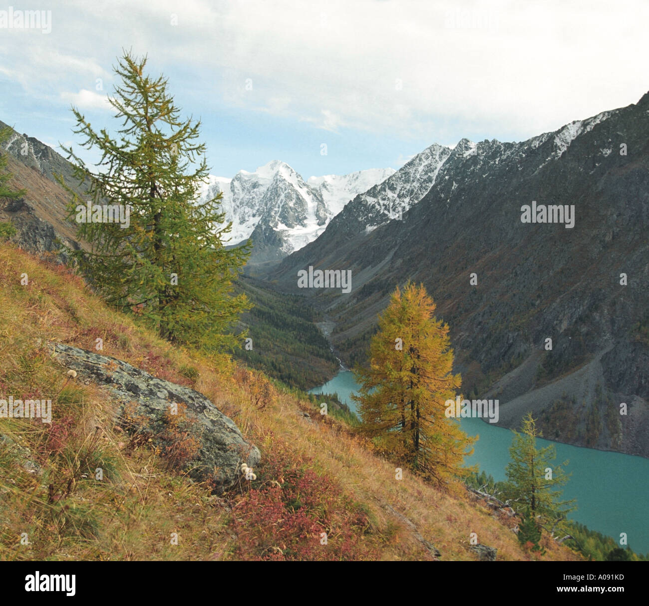 Larch trees above the Lower Shavla Lake. The Northern Chuya Range ...