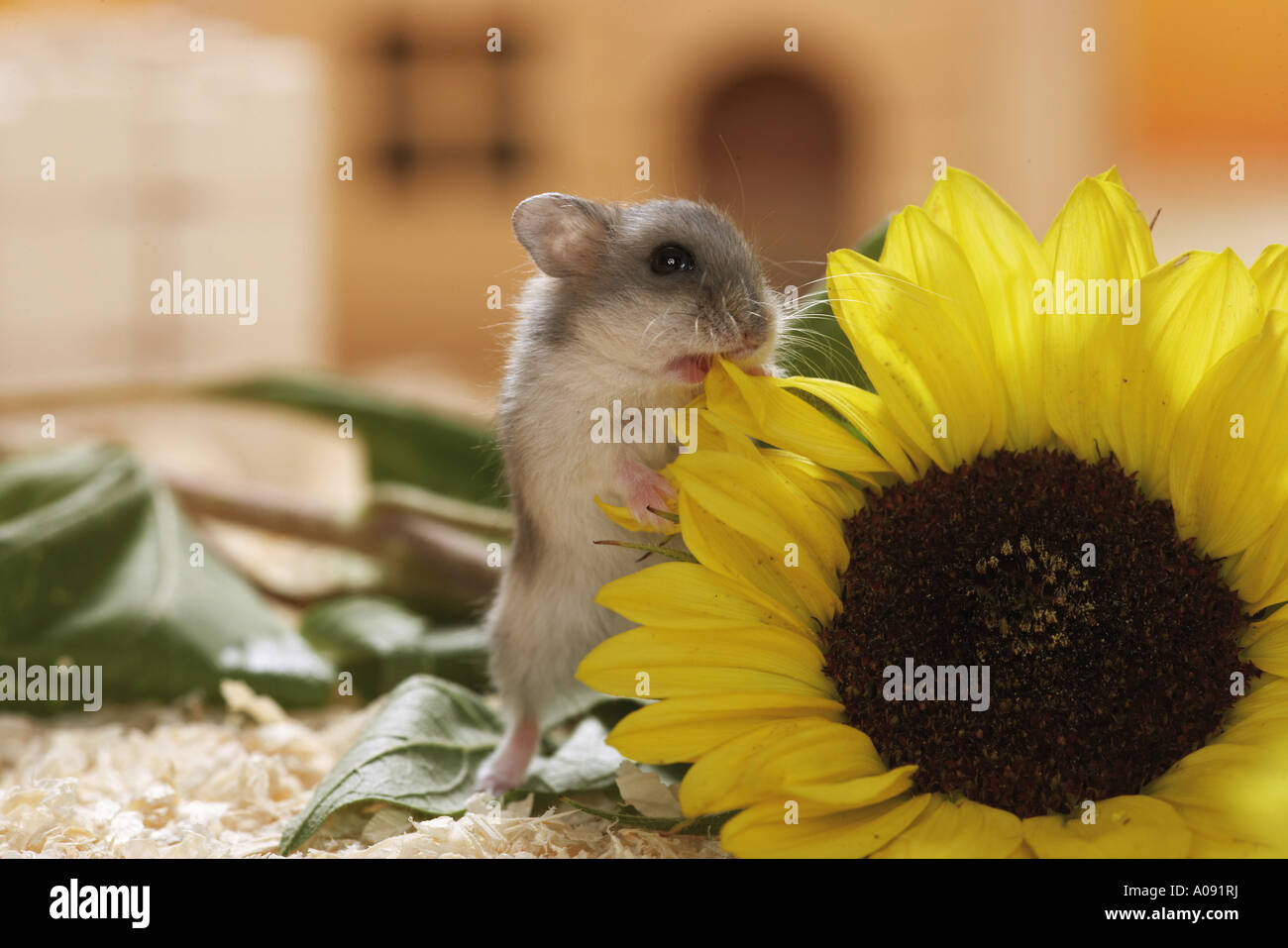 Dzhungarian dwarf hamster next to sun flower / Phodopus sungorus Stock ...