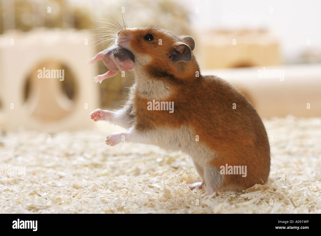 golden hamster with cub in muzzle / Mesocricetus auratus Stock Photo ...