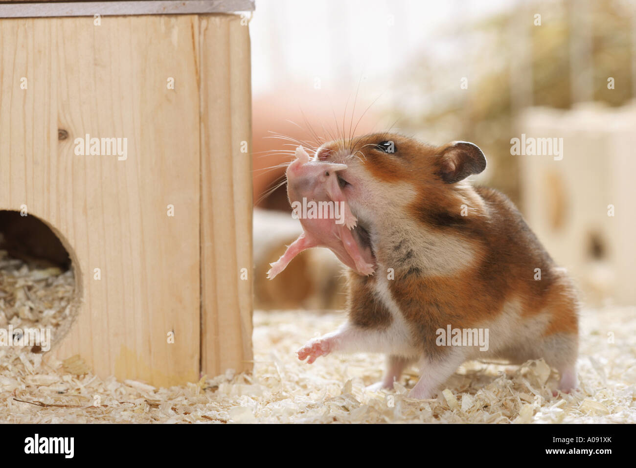 Golden hamster cub hi-res stock photography and images - Alamy