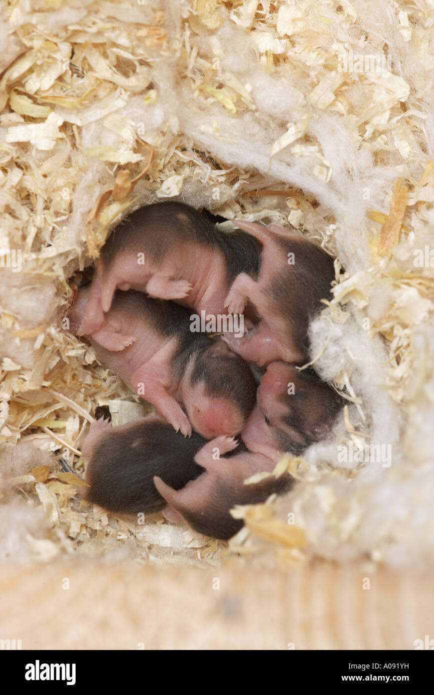 young golden hamster / Mesocricetus auratus Stock Photo - Alamy