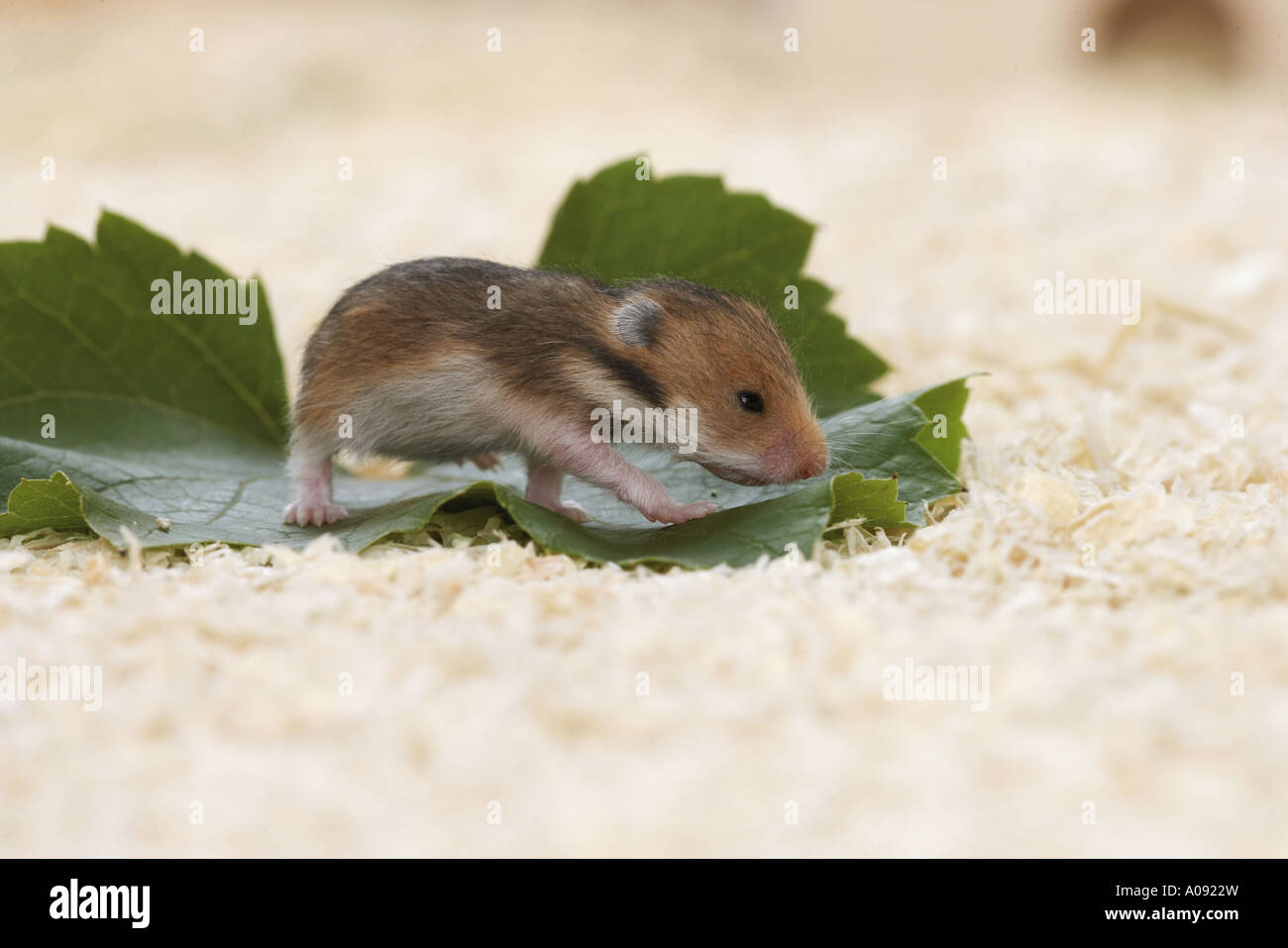 Golden hamster cub hi-res stock photography and images - Alamy