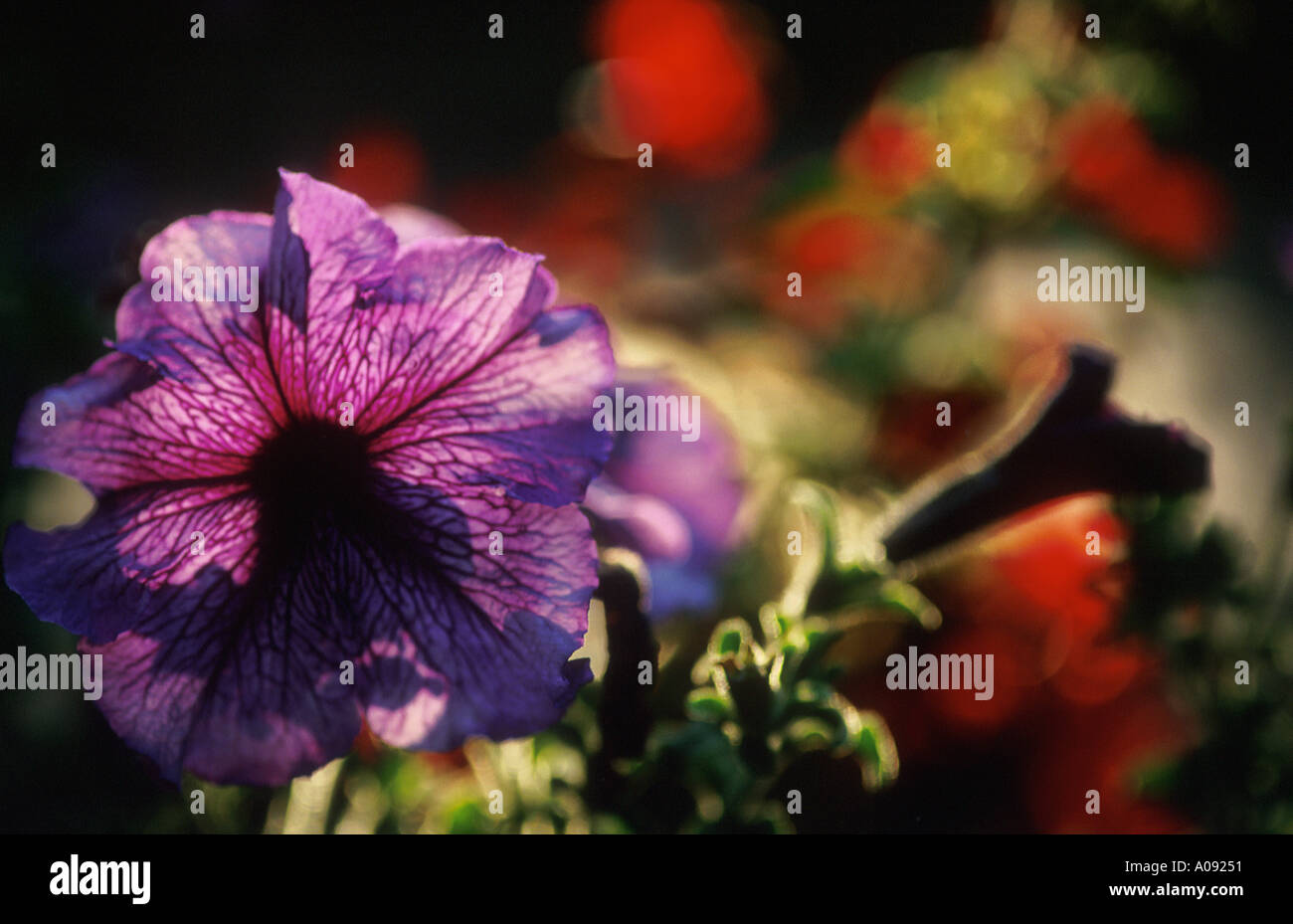 Purple petula flower hi-res stock photography and images - Alamy