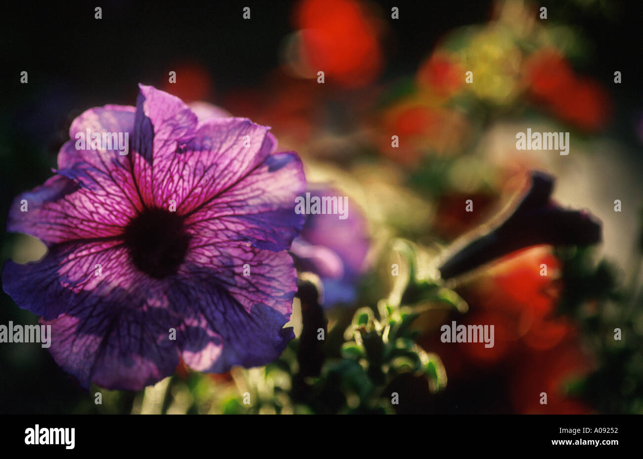 Petula petula flower hi-res stock photography and images - Alamy