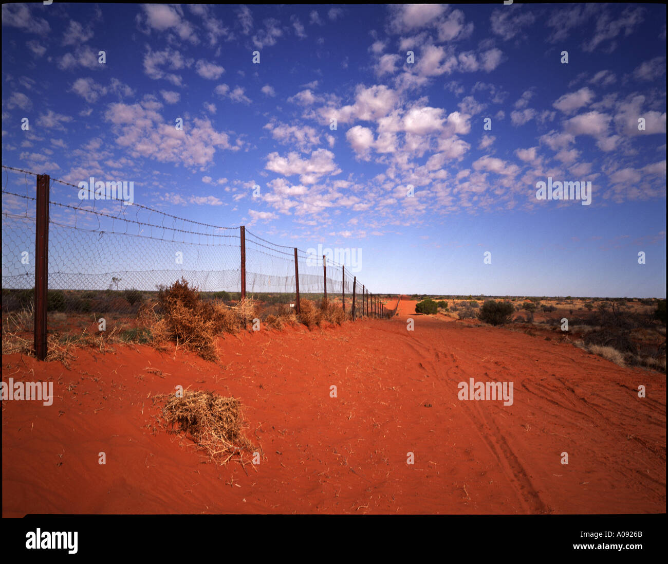 wild dog dingo fence, outback australia Stock Photo - Alamy