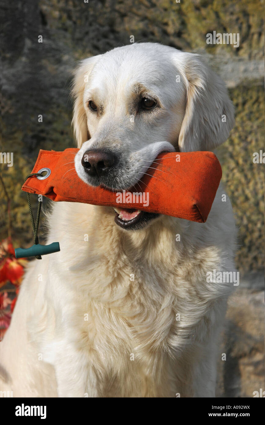 Golden Retriever with dummy in muzzle - portrait Stock Photo - Alamy