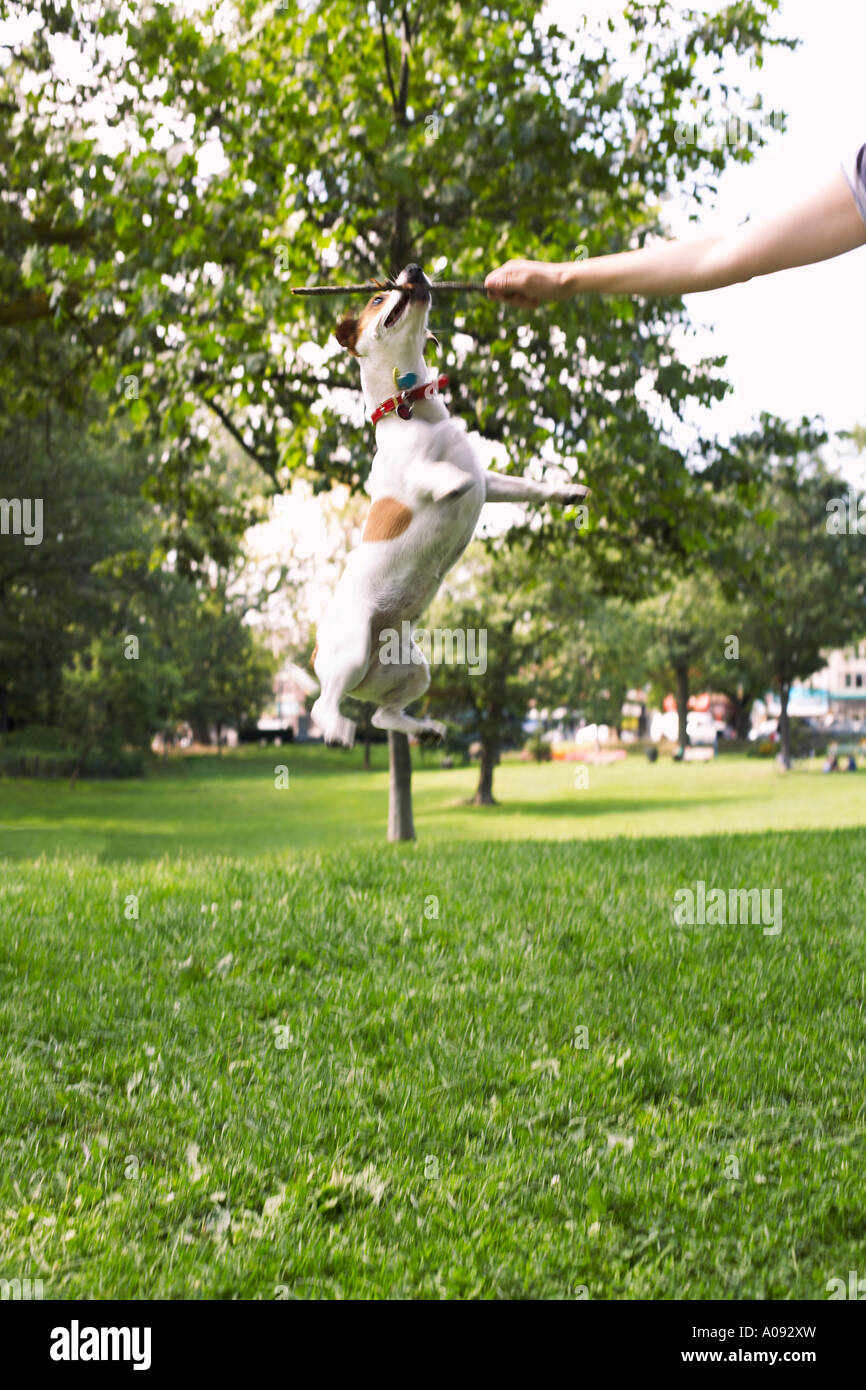 Leap Dog High Resolution Stock Photography and Images - Alamy