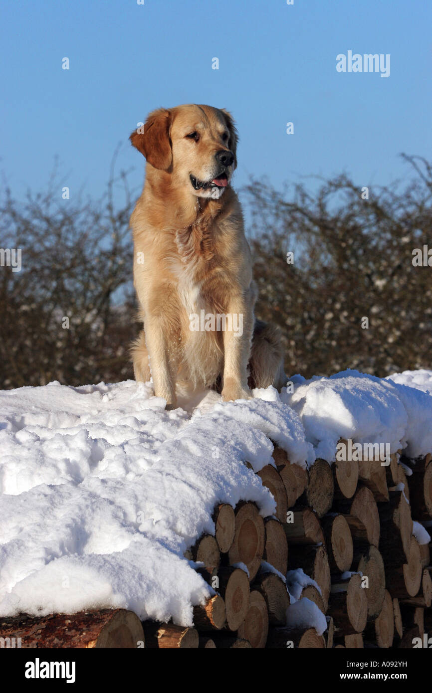 Golden Retriever - sitting on stack of wood with snow Stock Photo - Alamy