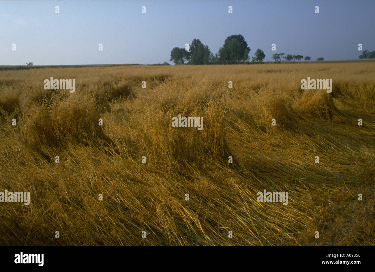 cornfield Kornfeld Getreidefeld grainfield Stock Photo - Alamy