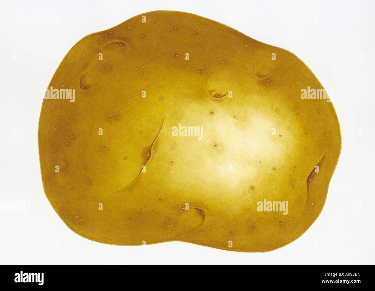Potato root illustration hi-res stock photography and images - Alamy