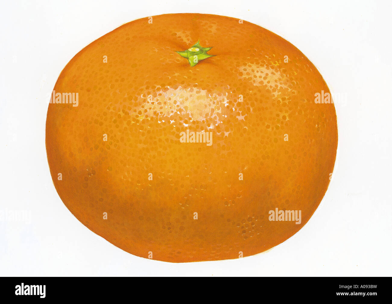 Illustration of Mandarin Orange Stock Photo - Alamy