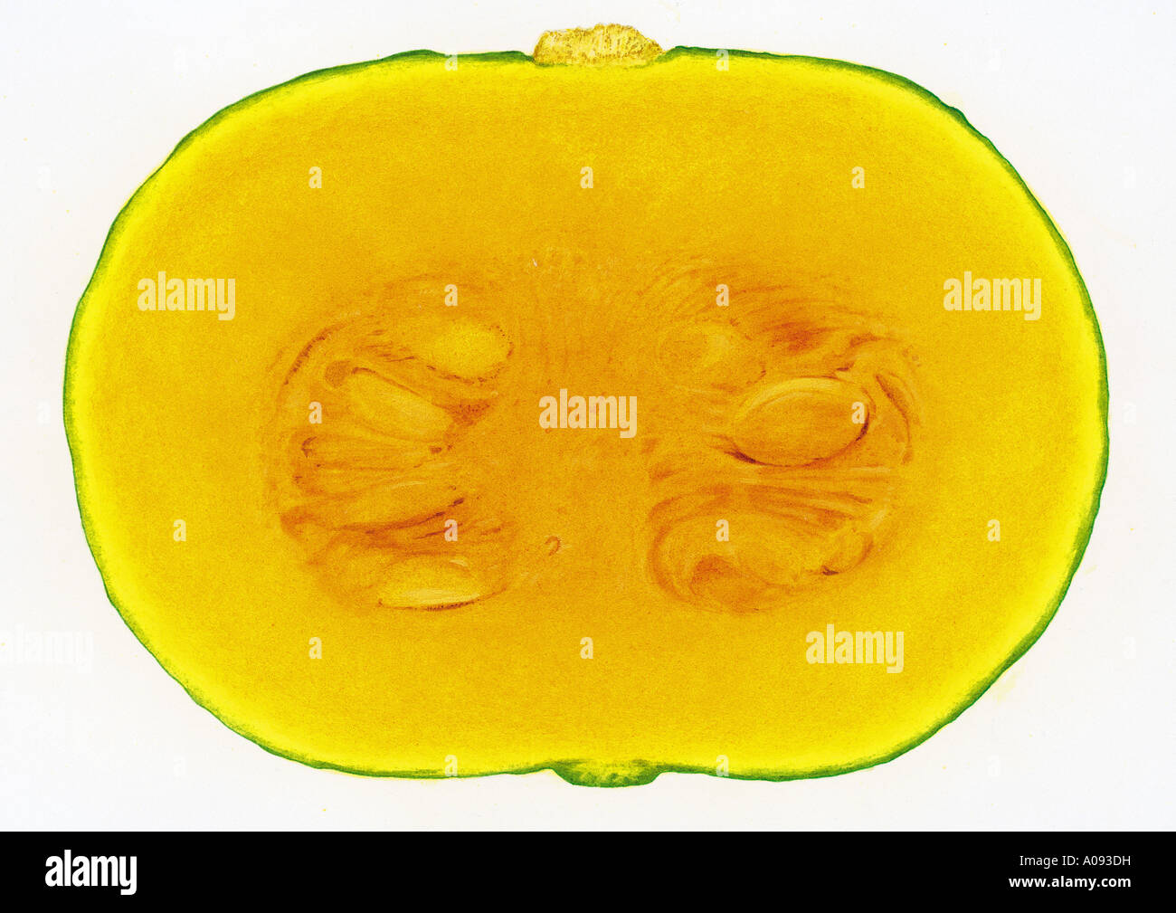 Illustration of a Slice of a Squash Stock Photo - Alamy