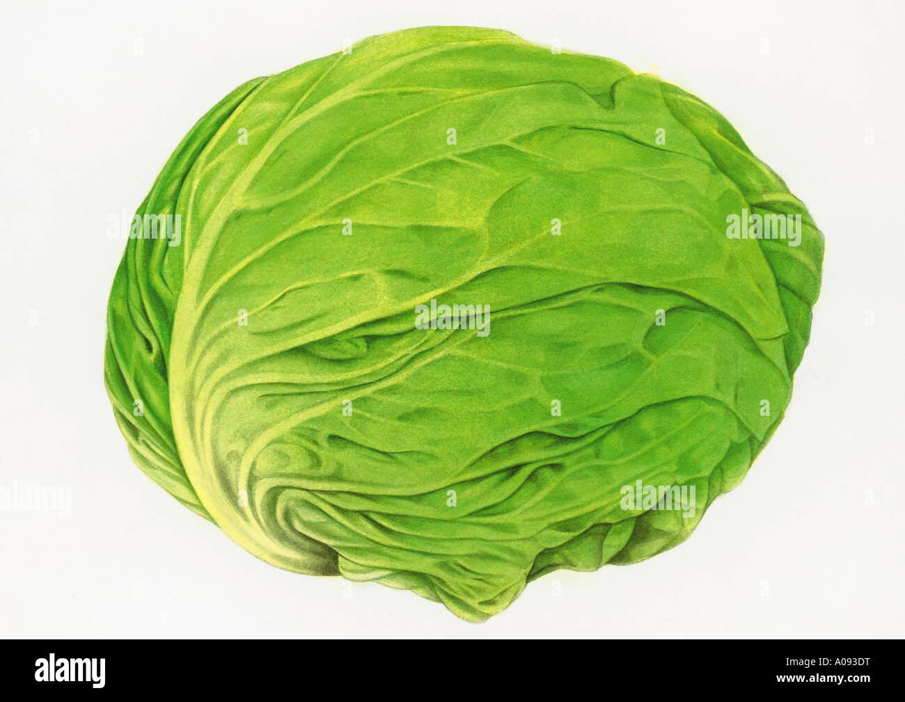 Illustration of Green Cabbage Stock Photo - Alamy