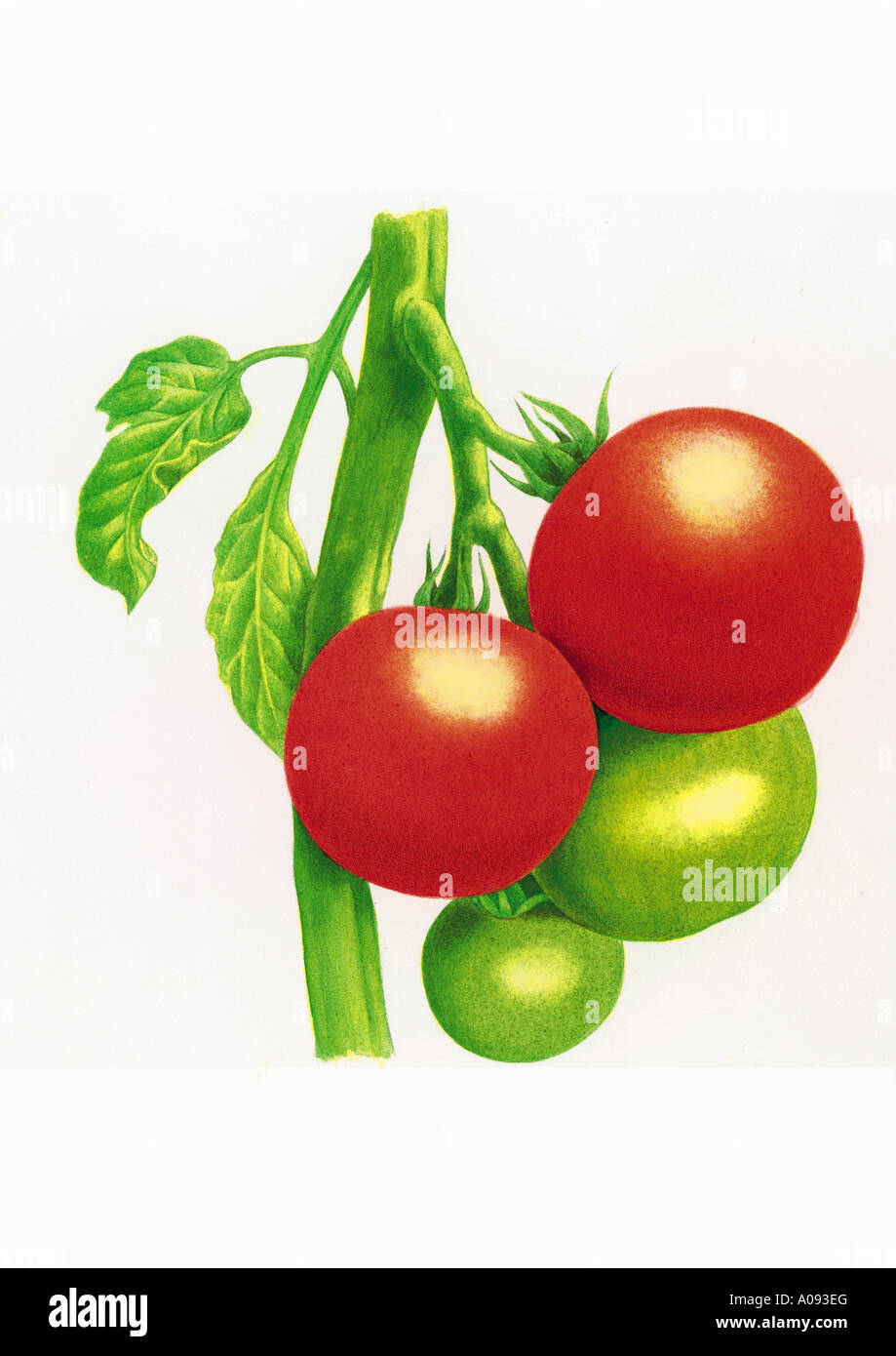 Illustration of Tomatoes Growing on Vine Stock Photo - Alamy