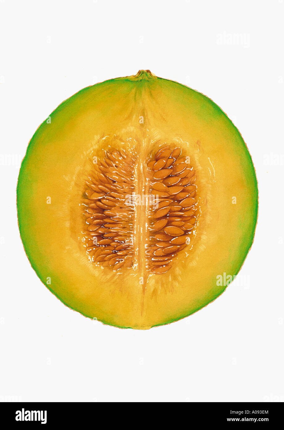 Illustration of Half a Melon Stock Photo - Alamy