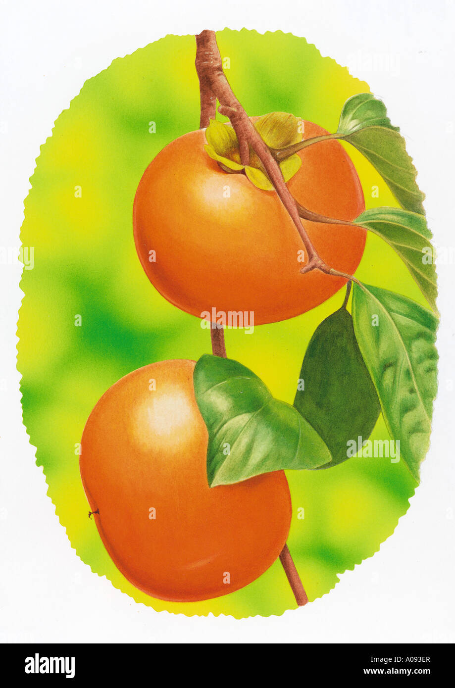 Illustration of Persimmon Growing Stock Photo - Alamy