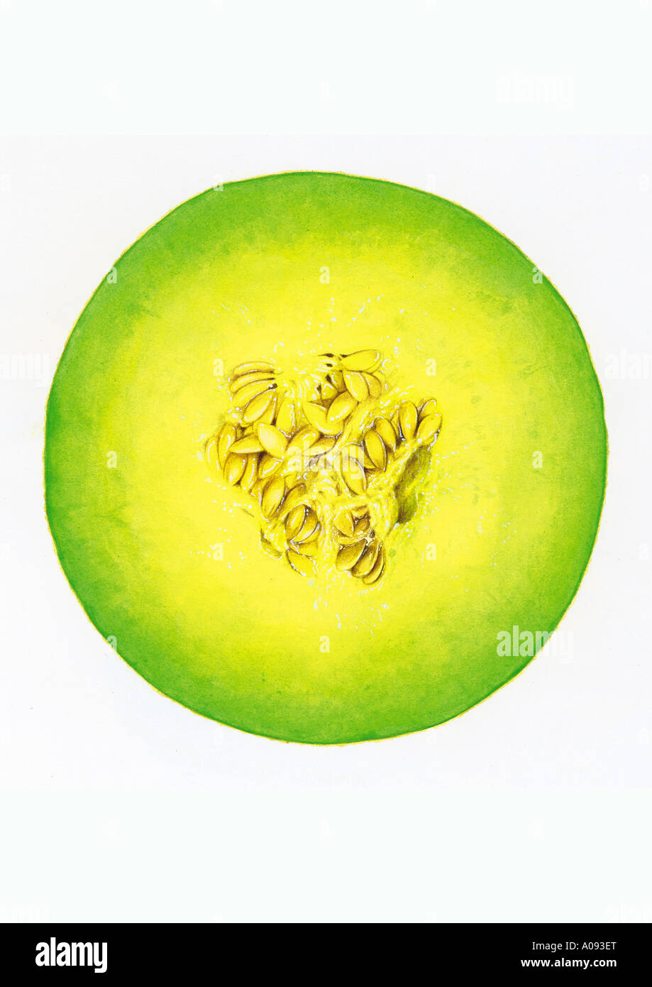 Illustration of Half a Melon Stock Photo - Alamy