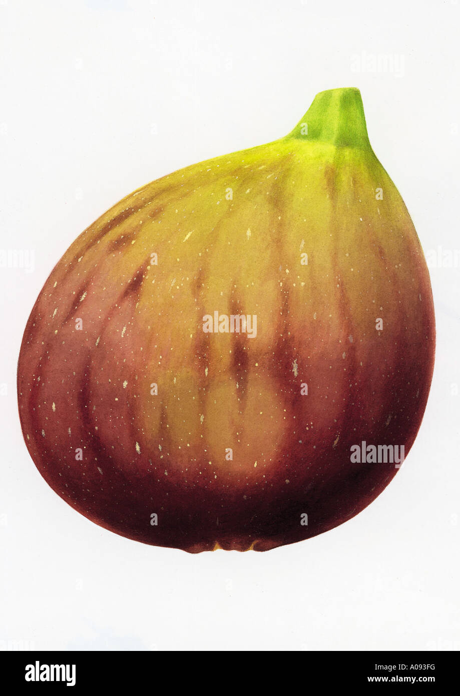 Illustration of a Fig Stock Photo - Alamy