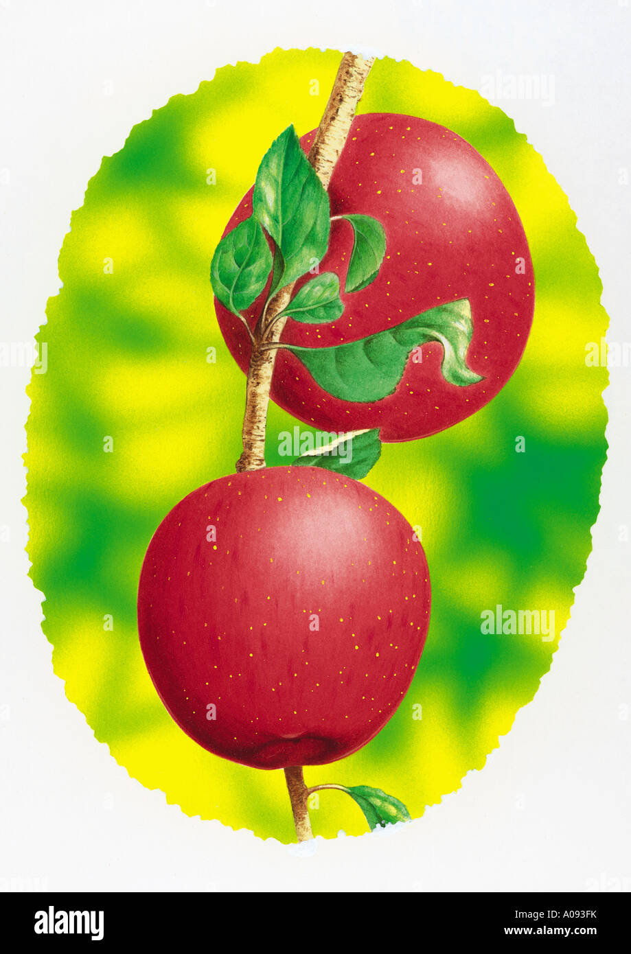 Illustration of Apple Growing Stock Photo - Alamy