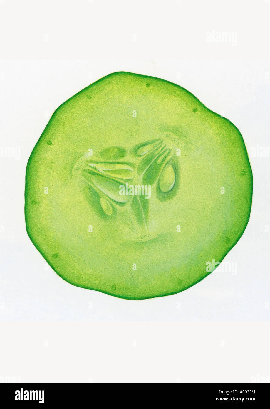 Illustration of Cross Section of Cucumber Stock Photo - Alamy