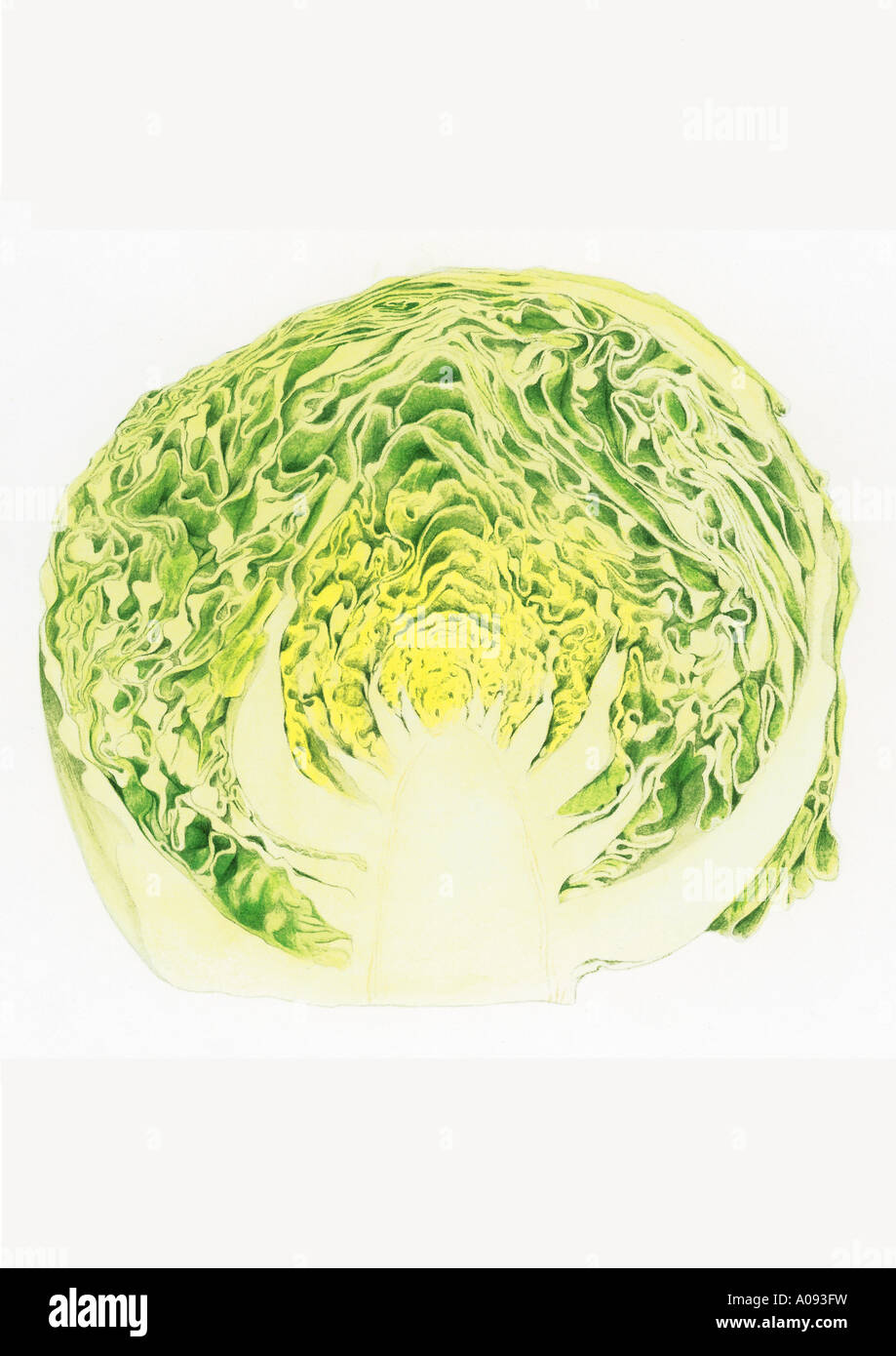 Illustration of Cross Section of Cabbage Stock Photo - Alamy