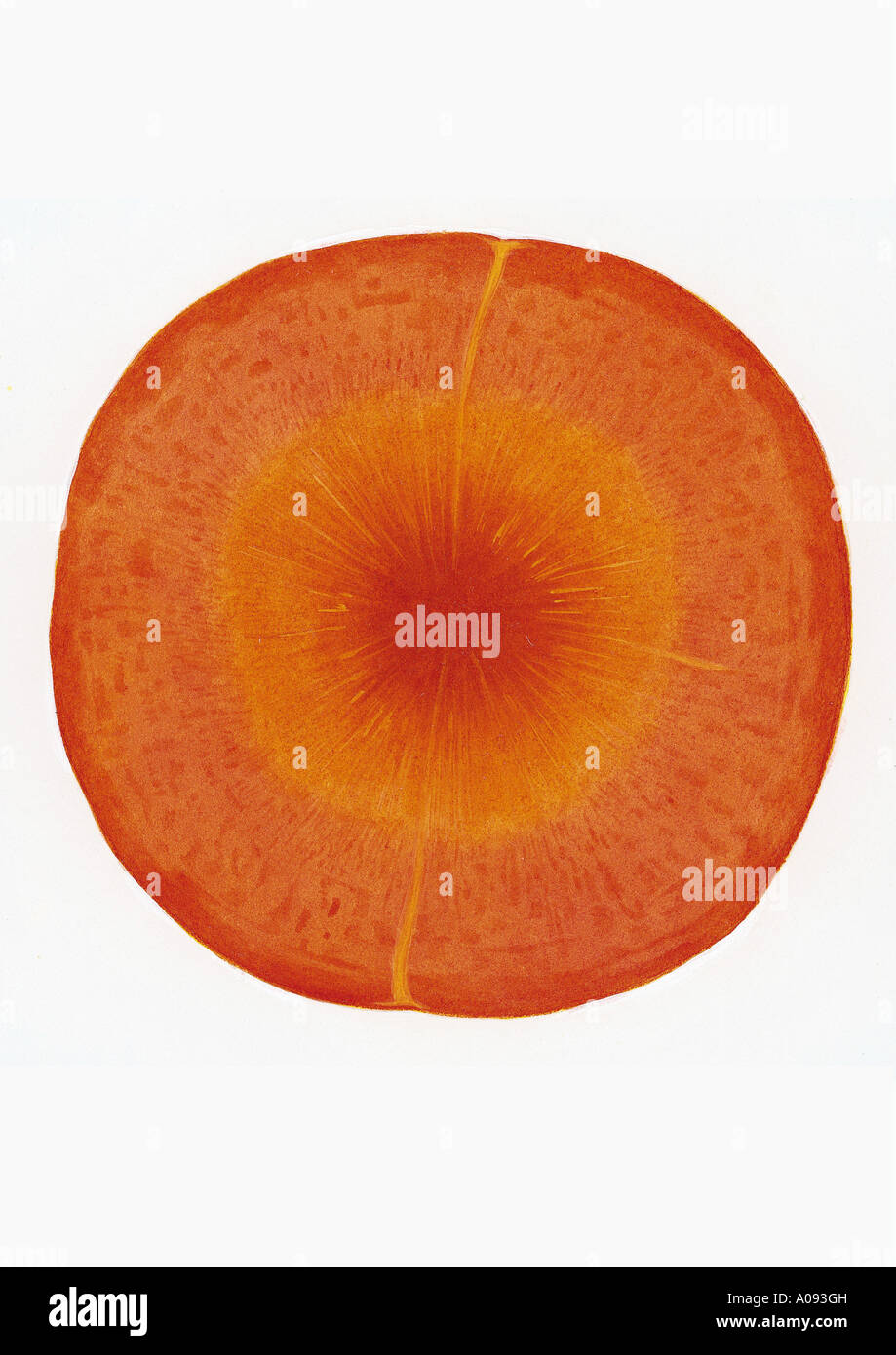 Illustration cross section carrot hi-res stock photography and images ...