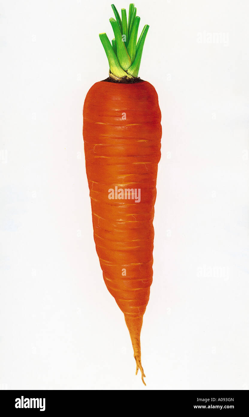 Illustration of a Carrot Stock Photo - Alamy