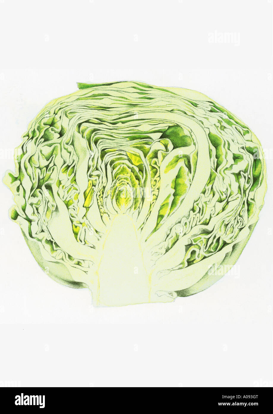 Illustration of Cross Section of Cabbage Stock Photo - Alamy