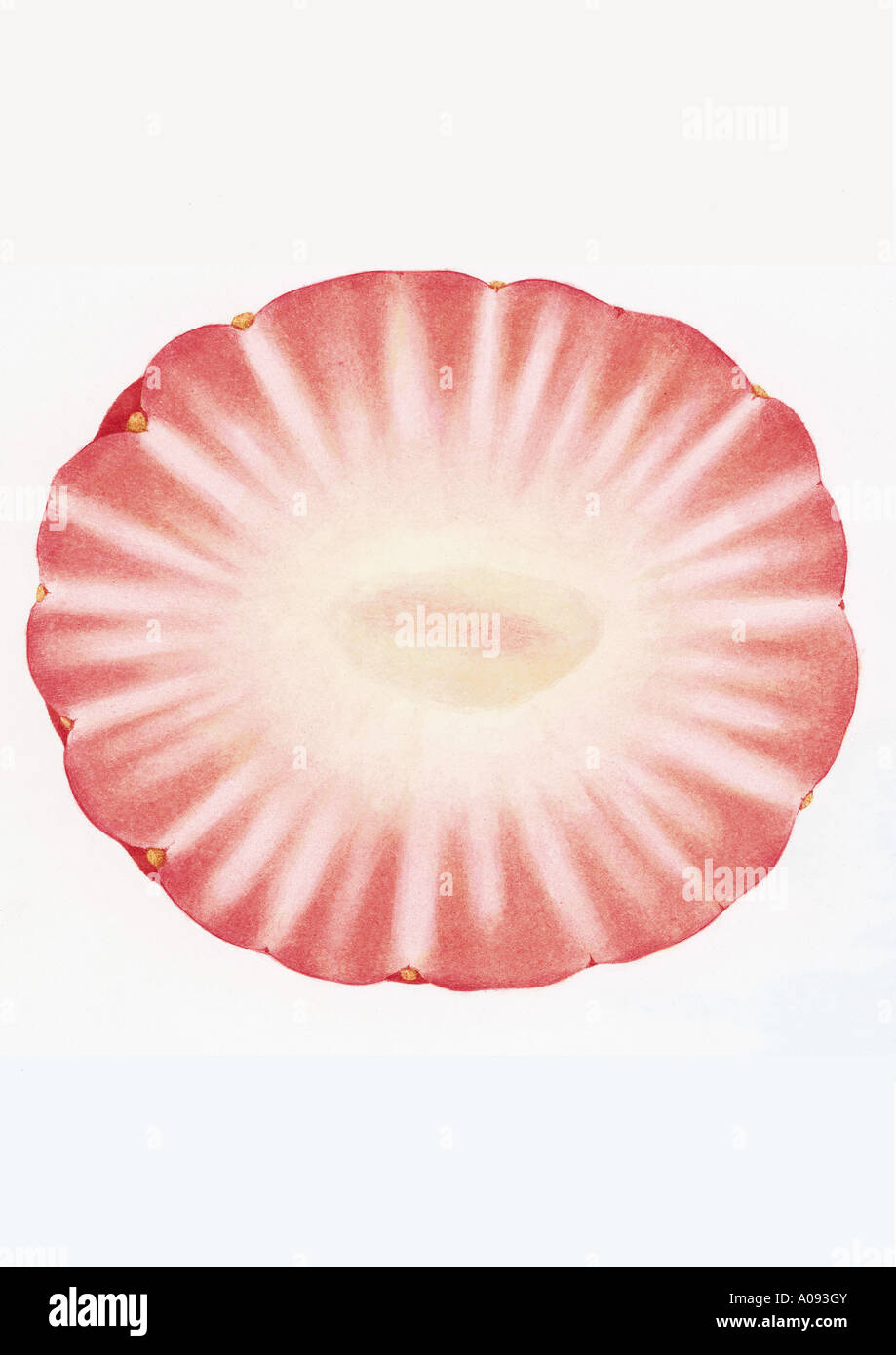 Illustration of Cross Section of Strawberry Stock Photo - Alamy