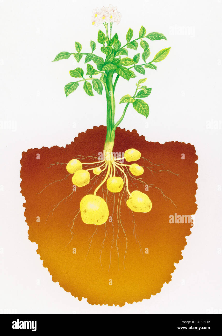 Growing potato cross section hi-res stock photography and images - Alamy