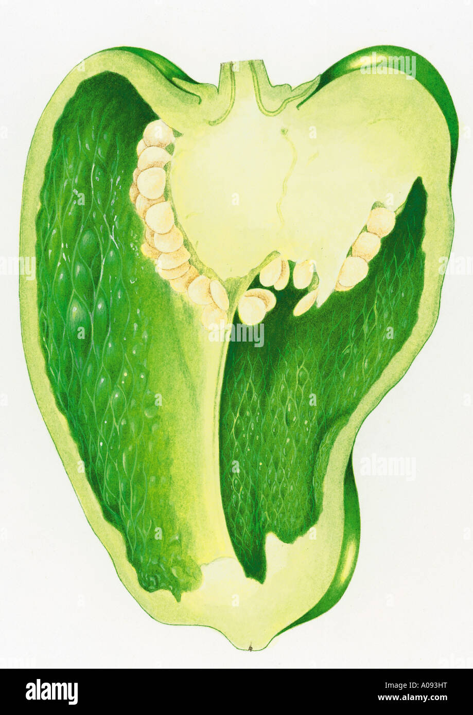 Illustration of Cross Section of Bell Pepper Stock Photo - Alamy