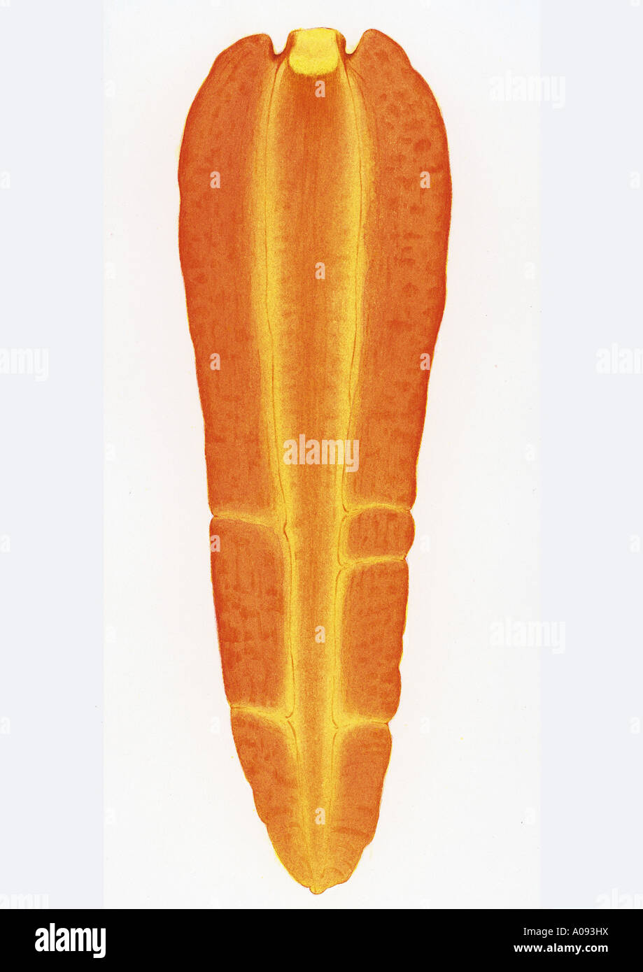 Illustration of Cross Section of a Carrot Stock Photo - Alamy