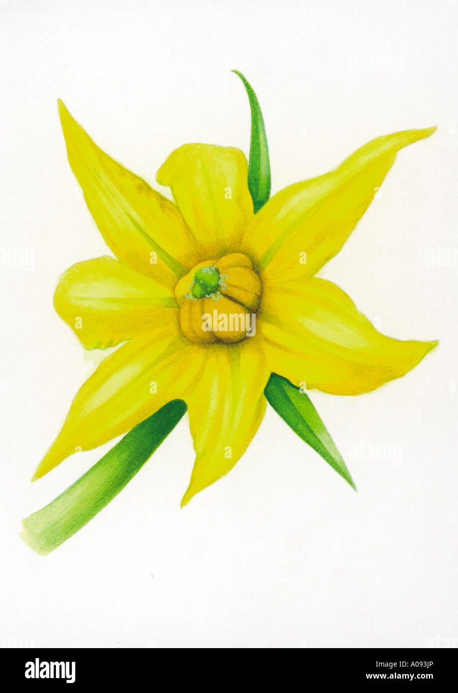 Illustration of a Tomato Flower Stock Photo - Alamy