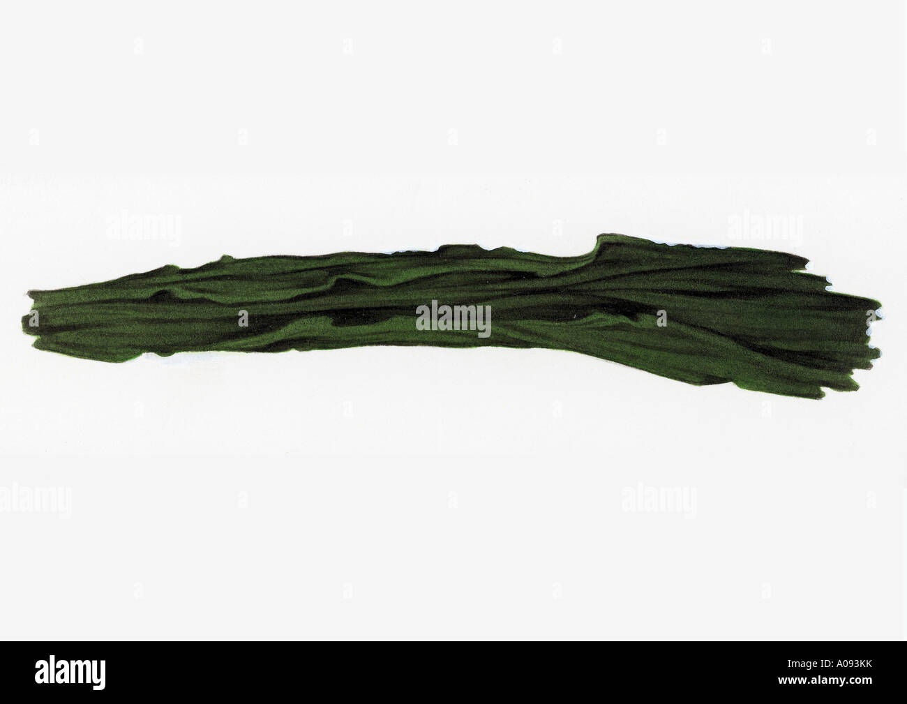 Illustration of Dried Kelp Stock Photo - Alamy