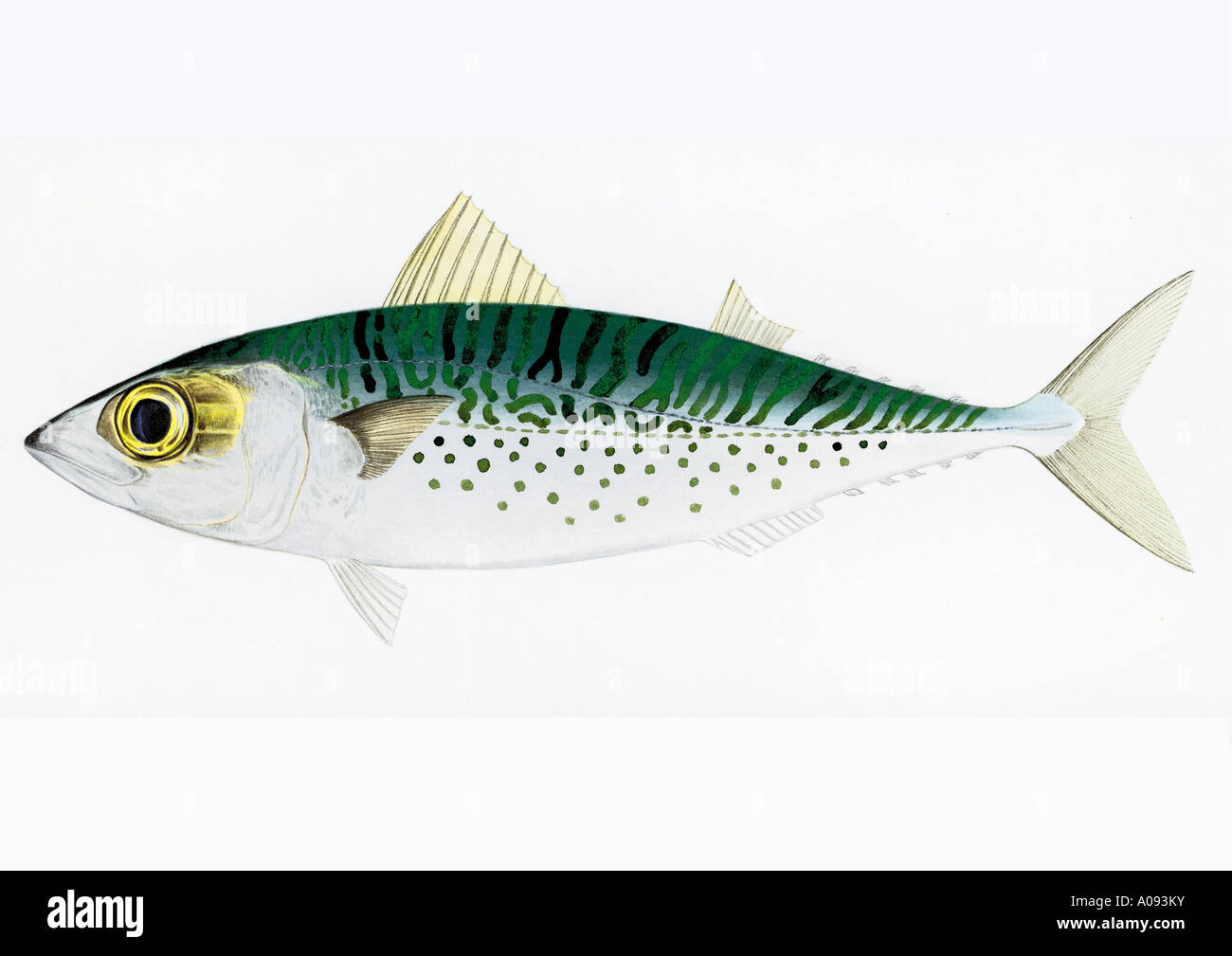 Illustration of a Blue Mackerel Stock Photo - Alamy