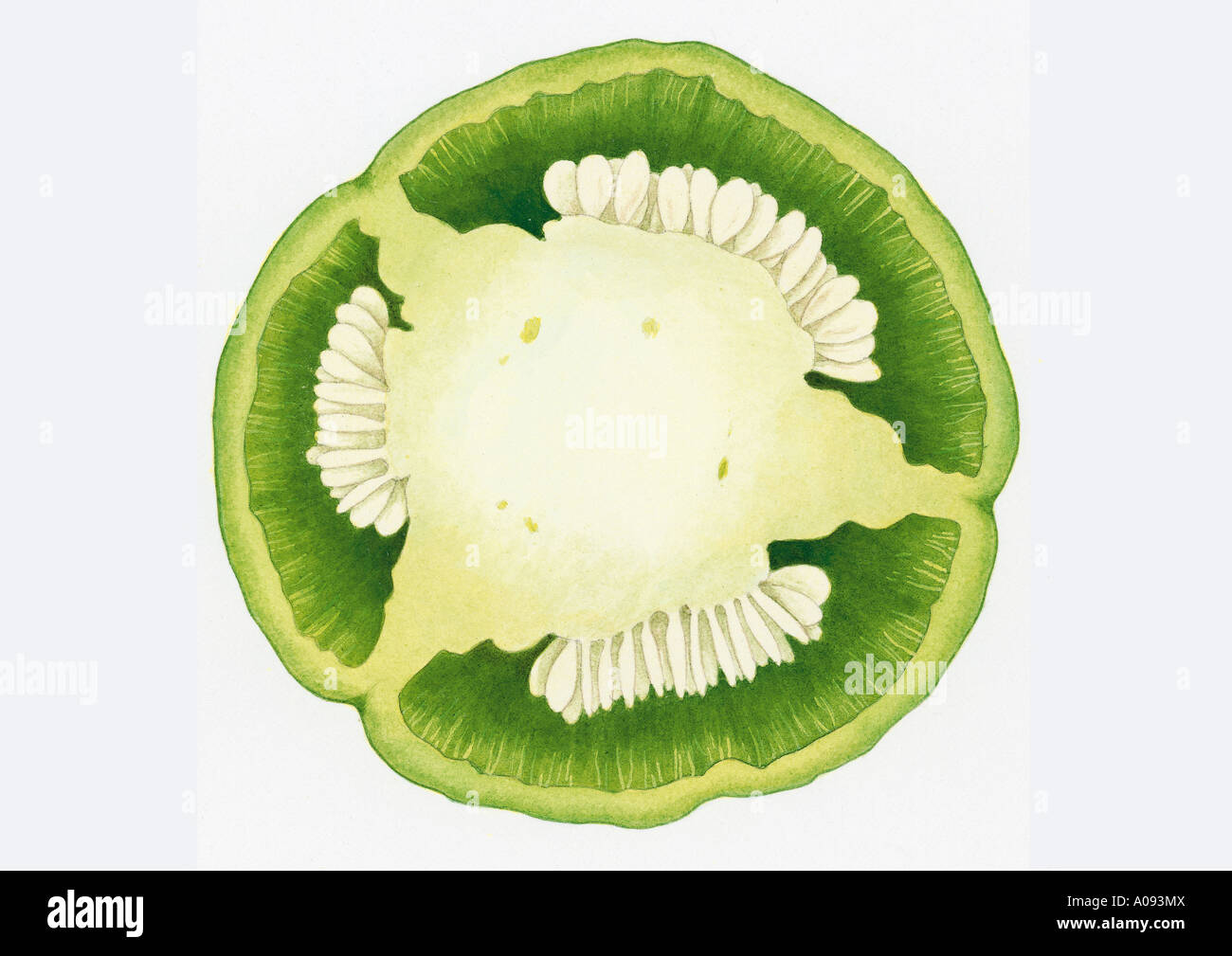 Illustration of Cross Section of Bell Pepper Stock Photo - Alamy