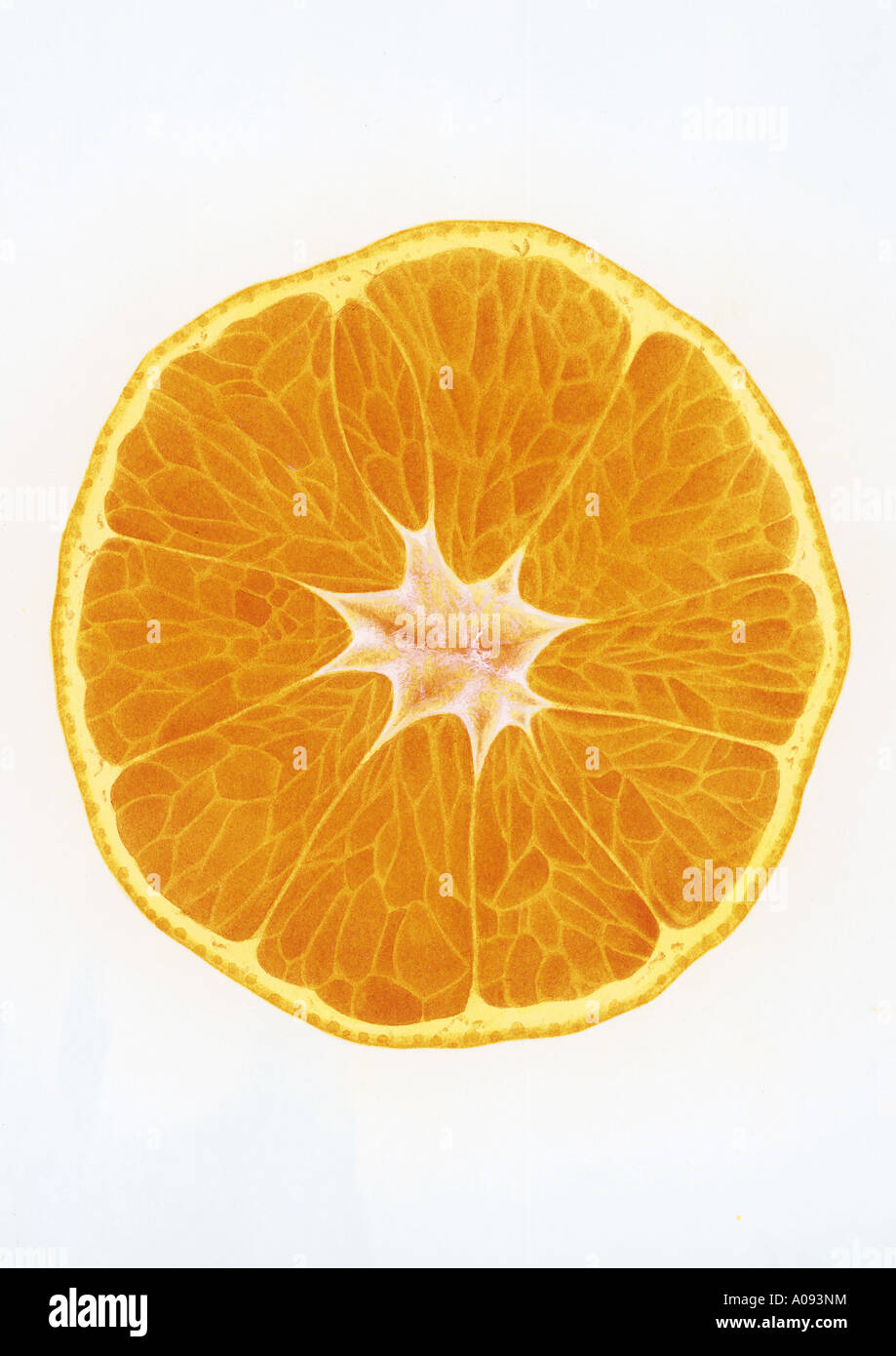 Illustration of a Cross Section of a Mandarin Orange Stock Photo - Alamy