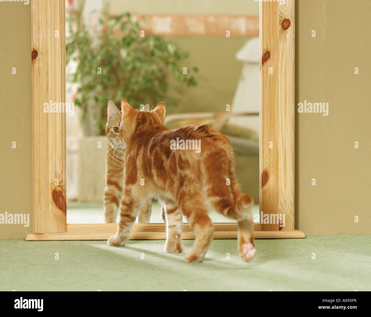 Cat mirror reflection hi-res stock photography and images - Alamy