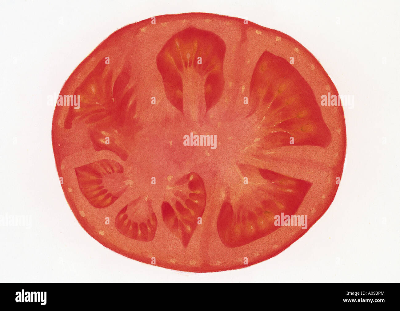 Illustration of Cross Section of Tomato Stock Photo - Alamy